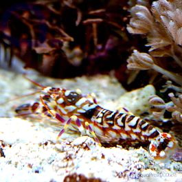 Alpheus bellulus - Hübscher Knallkrebs - Pistolenkrebs kaufen aquaPro2000