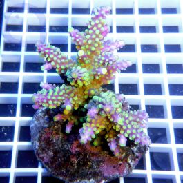Acropora horrida SPS Koralle aquaPro2000