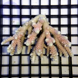 Acropora anthocercis - Rosa aquaPro2000