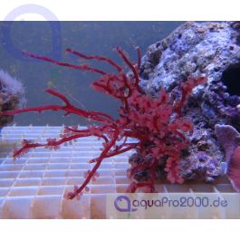 Botrycladia sp. - Rotalge kaufen aquaPro2000