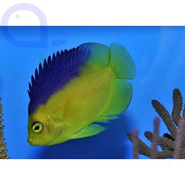 Centropyge colini - Colins Zwergkaiserfisch aquaPro2000