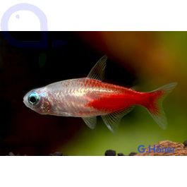Diamantkopf Neonsalmler - Paracheirodon innesi variant aquaPro2000