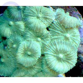 Discosoma grün - Scheibenanemone aquaPro2000