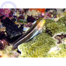 Ecsenius lineatus - Gestreifter Blenny aquaPro2000