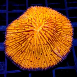 Fungia - Orange Glow #RG96 aquaPro2000