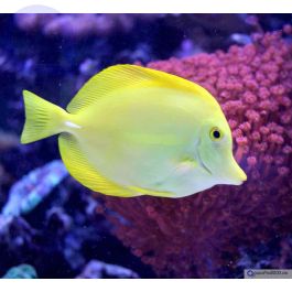 Zebrasoma flavescens - Hawaii-Doktorfisch aquaPro2000