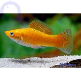Gold Molly - Poecilia sphenops aquaPro2000