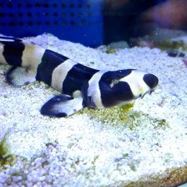 Chiloscyllium punctatum - Braungebänderter Bambushai aquaPro2000