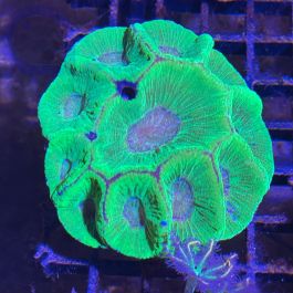 Moseleya latistellata - Ultra Green #903 aquaPro2000