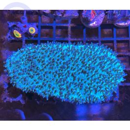 Polyphyllia talpina - Seezunge #906 aquaPro2000