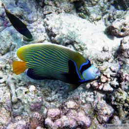 Pomacanthus imperator - Imperator-Kaiserfisch aquaPro2000