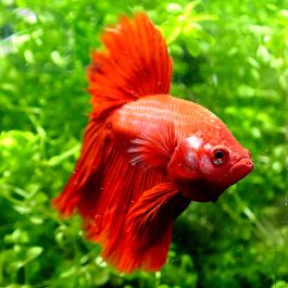 Kampffisch Rosetail - Red Rose - Betta splendens *R05 aquaPro2000