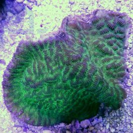 Merulina ampliata - Ableger aquaPro2000