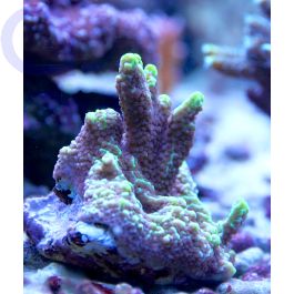 Montipora capitata - SPS aquaPro2000