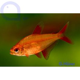 Muzel Red Cherry - Hyphessobrycon sp. aquaPro2000