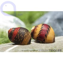Rote Rennschnecke - Neritina waigiensis aquaPro2000