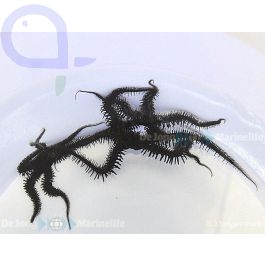 Ophiocoma sp - Schwarzer Schlangenstern aquaPro2000