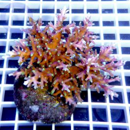 Acropora carduus aquaPro2000