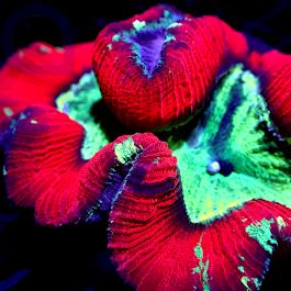 Trachyphyllia - Red Rim Ultra #GN75 aquaPro2000