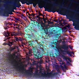 Symphyllia -Red #70 aquaPro2000