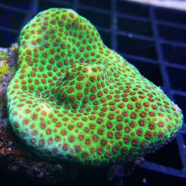 Porites - Grinch #180 aquaPro2000