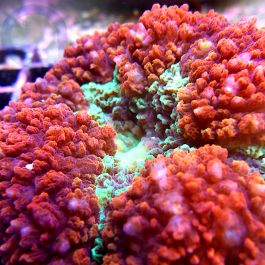 Symphyllia - Red Premium #192 aquaPro2000