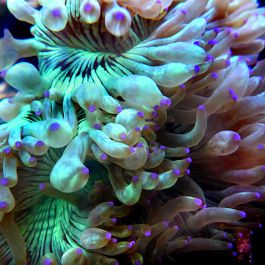 Catalaphyllia Pink Tip - #205 aquaPro2000