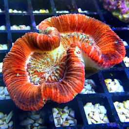 Trachyphyllia - Red Glow #16 aquaPro2000