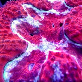 Symphyllia - Red Ultra #28 aquaPro2000