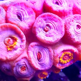 Tubastraea - Orange Pink Sun #97 aquaPro2000