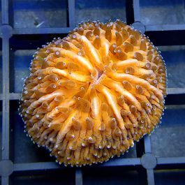 Fungia - Orange #110 aquaPro2000