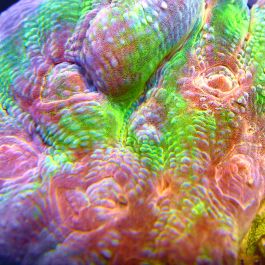 Pectinia alcicornis - Rainbow aquaPro2000