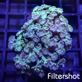 Alveopora - Mint Rose #69 aquaPro2000