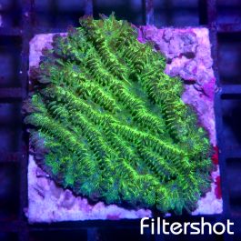 Merulina ampliata - Green #44 aquaPro2000