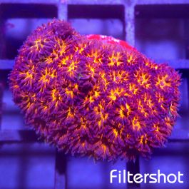 Pavona maldivensis - Orange #G21 aquaPro2000