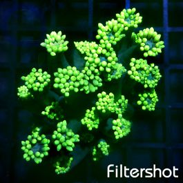 Alveopora - Glowing Green #G16 aquaPro2000