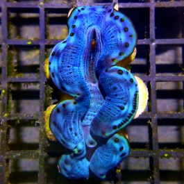 Tridacna maxima - Blue #93 aquaPro2000
