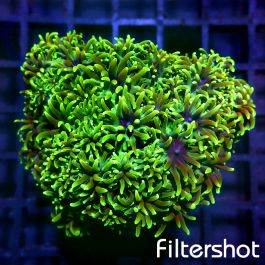 Galaxea - Green #47 aquaPro2000