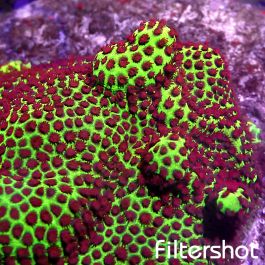 Porites - The Grinch #G198 aquaPro2000