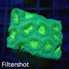 Favites - Green #R72 aquaPro2000