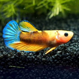 Kampffisch Plakat - Yellow Hellboy - Betta splendens *39 aquaPro2000