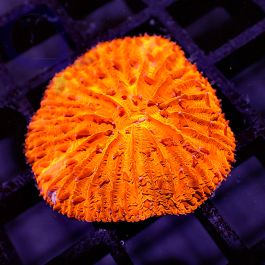 Fungia - Orange Glow #GN05 aquaPro2000