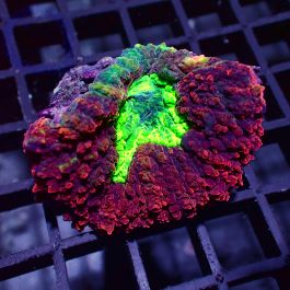 Symphyllia - Red Halfmoon #GN19 aquaPro2000