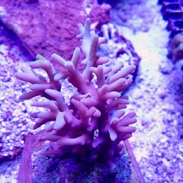 Acropora suharsonoi aquaPro2000