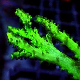Sinularia flexibilis - Green Neon #R09 aquaPro2000
