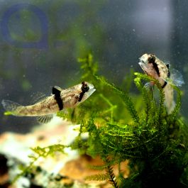 Zwerg-Grundel - Redigobius balteatus - Rarität aquaPro2000
