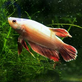 Kampffisch Plakat - Red Snow - Betta splendens *27 aquaPro2000