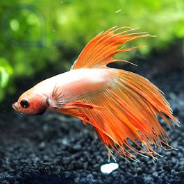 Kampffisch Crowntail - Peach Flame - Betta splendens *19 aquaPro2000