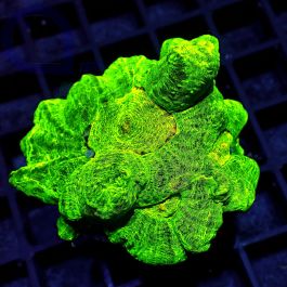 Pectinia alcicornis - Space Invader #RG30 aquaPro2000