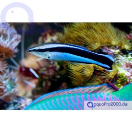 Labroides dimidiatus - Blaustreifen-Putzerlippfisch aquaPro2000